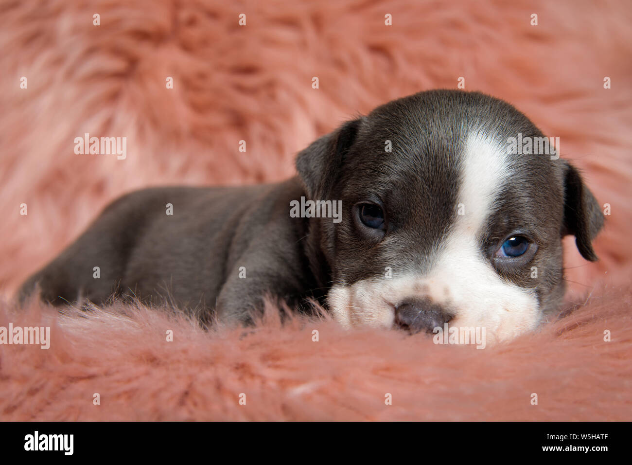 Adorable Amstaff puppy sitting with its mouth closed while lovely ...