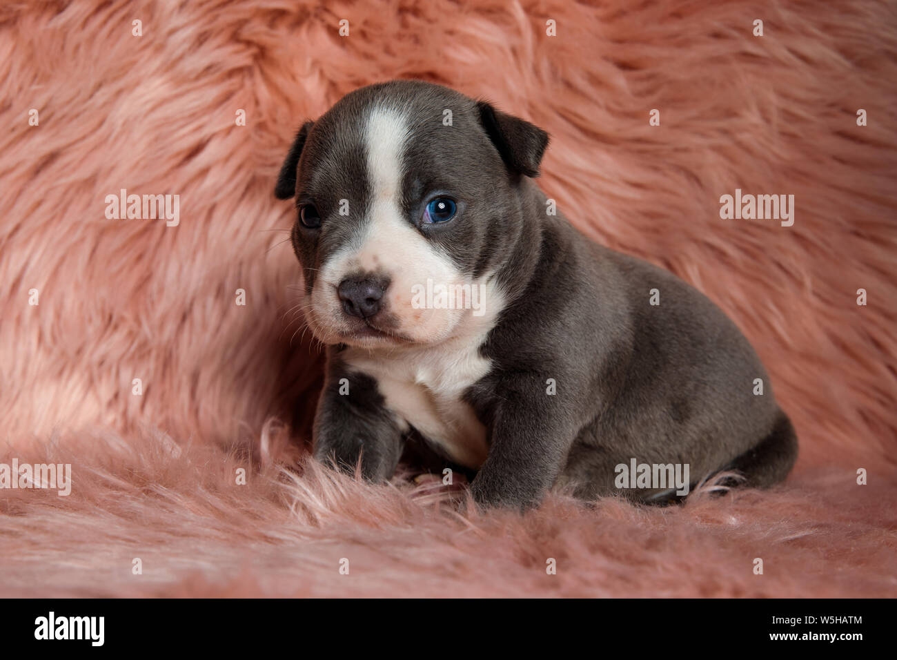 Adorable Amstaff puppy sitting with its mouth closed while curiously ...