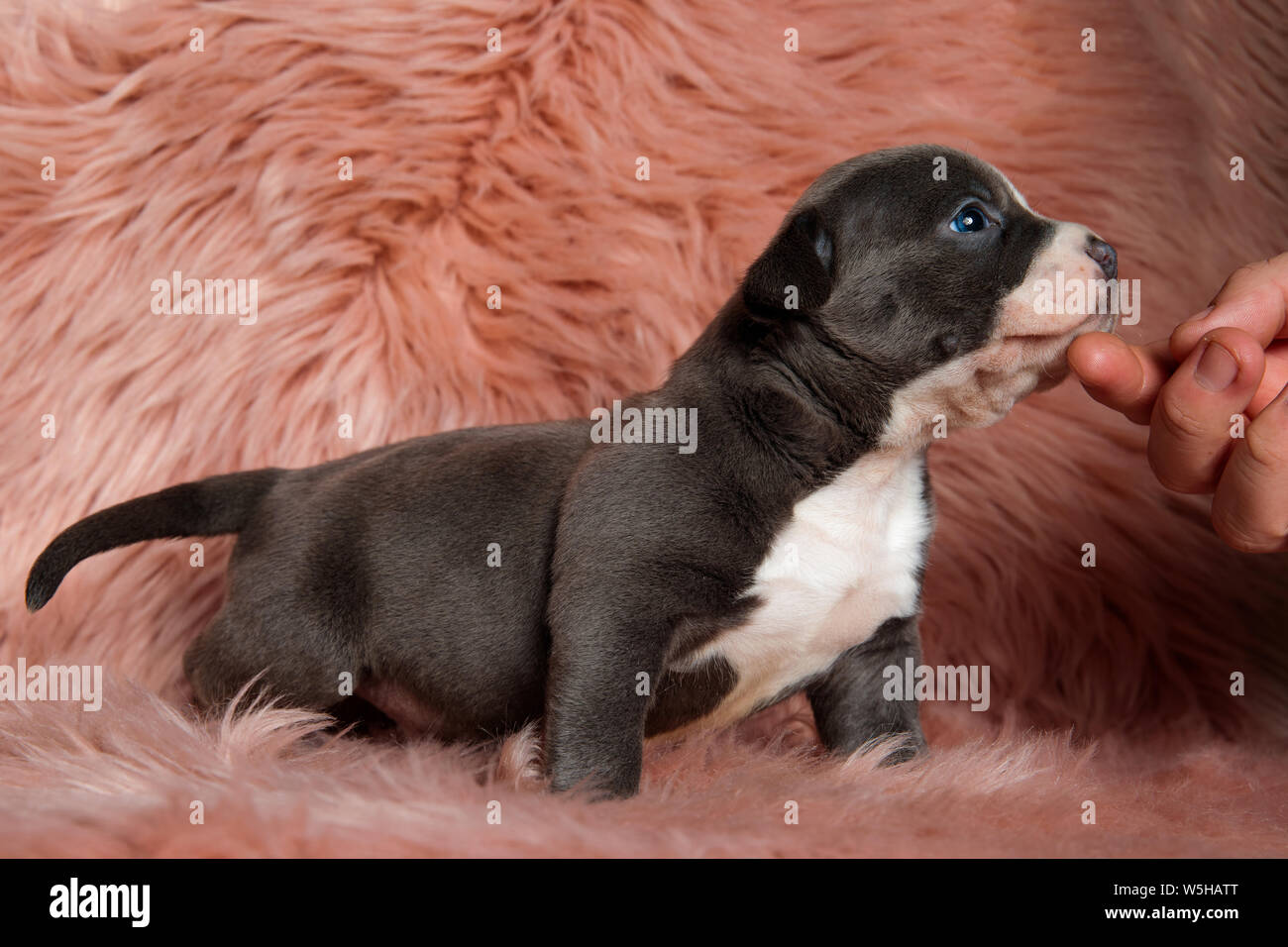 Small Amstaff puppy standing and lovely looking sideways with its mouth ...