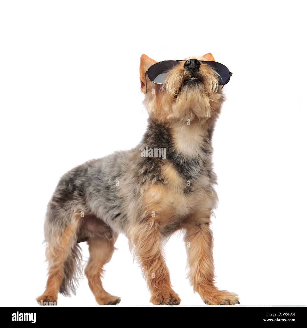 Yorkshire Terrier standing in an action posture and looking upwards on ...