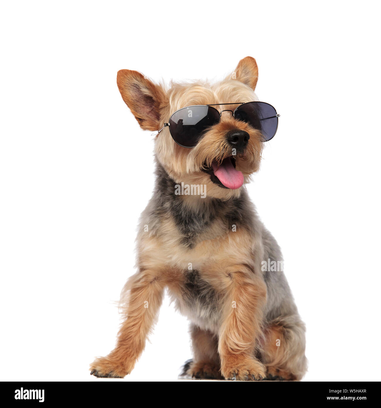Male Teacup Yorkie High Resolution Stock Photography and Images - Alamy