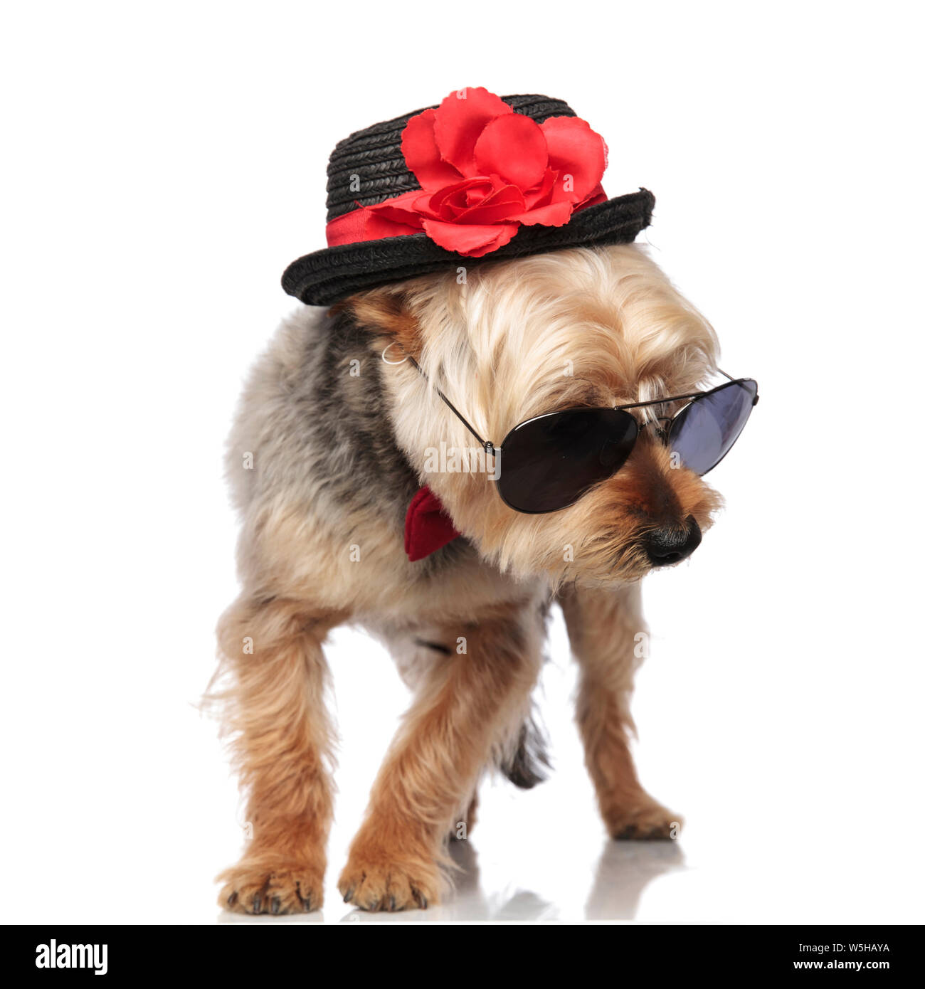 Yorkshire Terrier standing and looking sideways while wearing bow tie ...