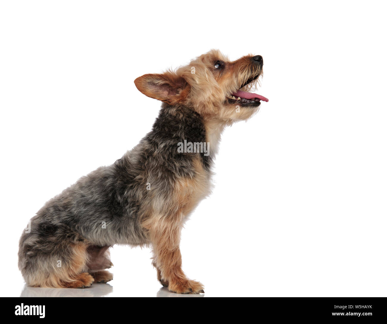 Yorkshire Terrier sitting sideways waiting for a treat on white studio ...