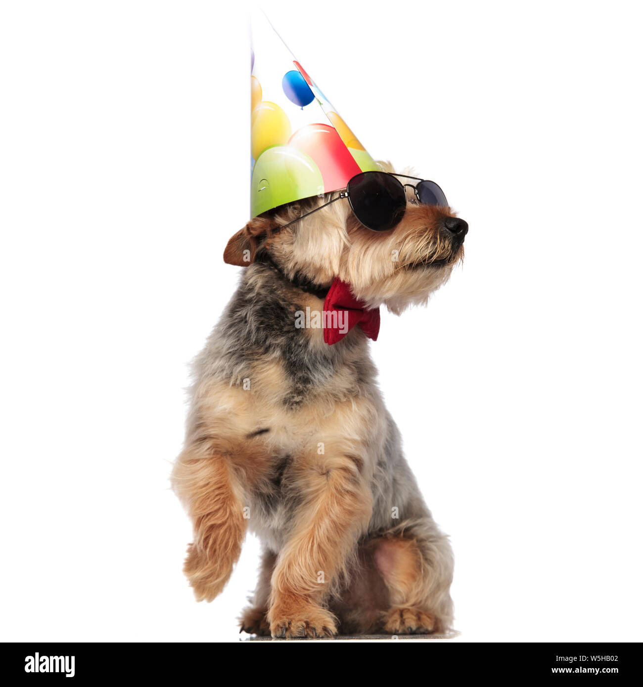 Yorkshire Terrier sitting and looking sideways while wearing sunglasses ...