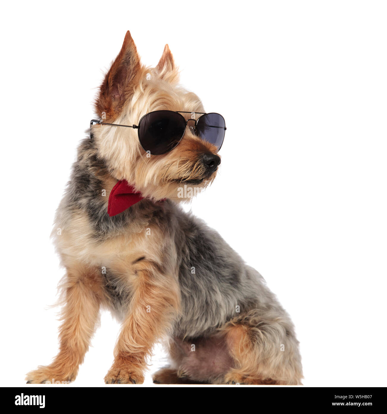 Yorkshire Terrier sitting and looking sideways while wearing sunglasses ...
