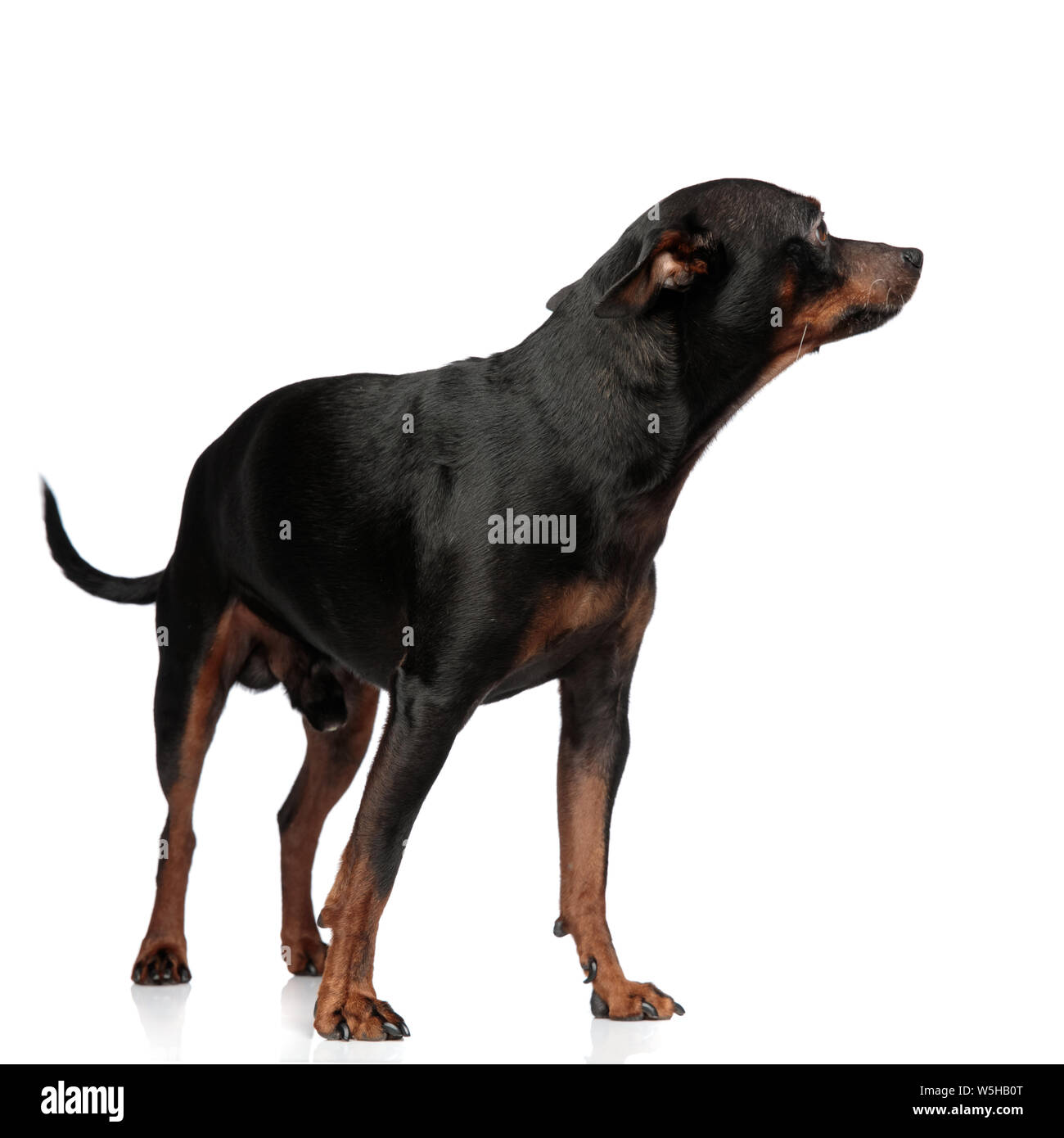 Good looking dog standing on four legs and looking curiously at a side ...