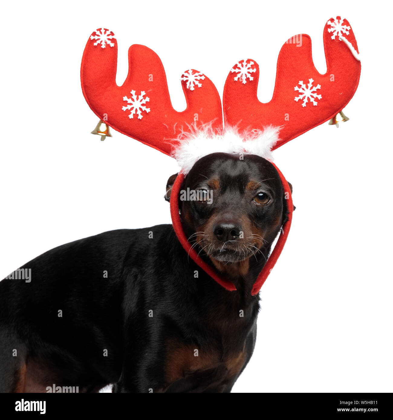 small adorable dog wearing raindeer horns on his head, standing while ...