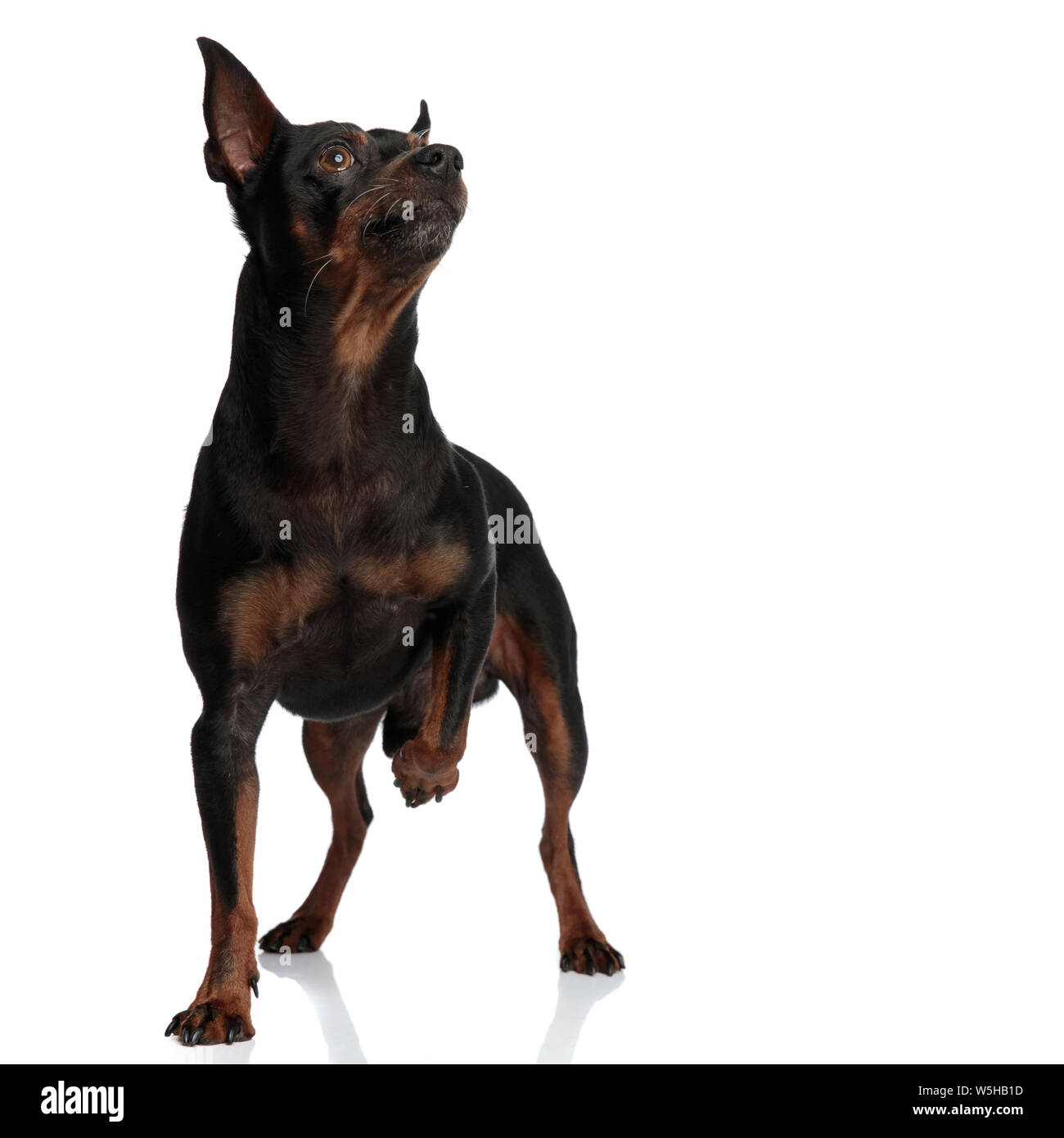 Standing dog starts walking forward while looking at a side, holding ...