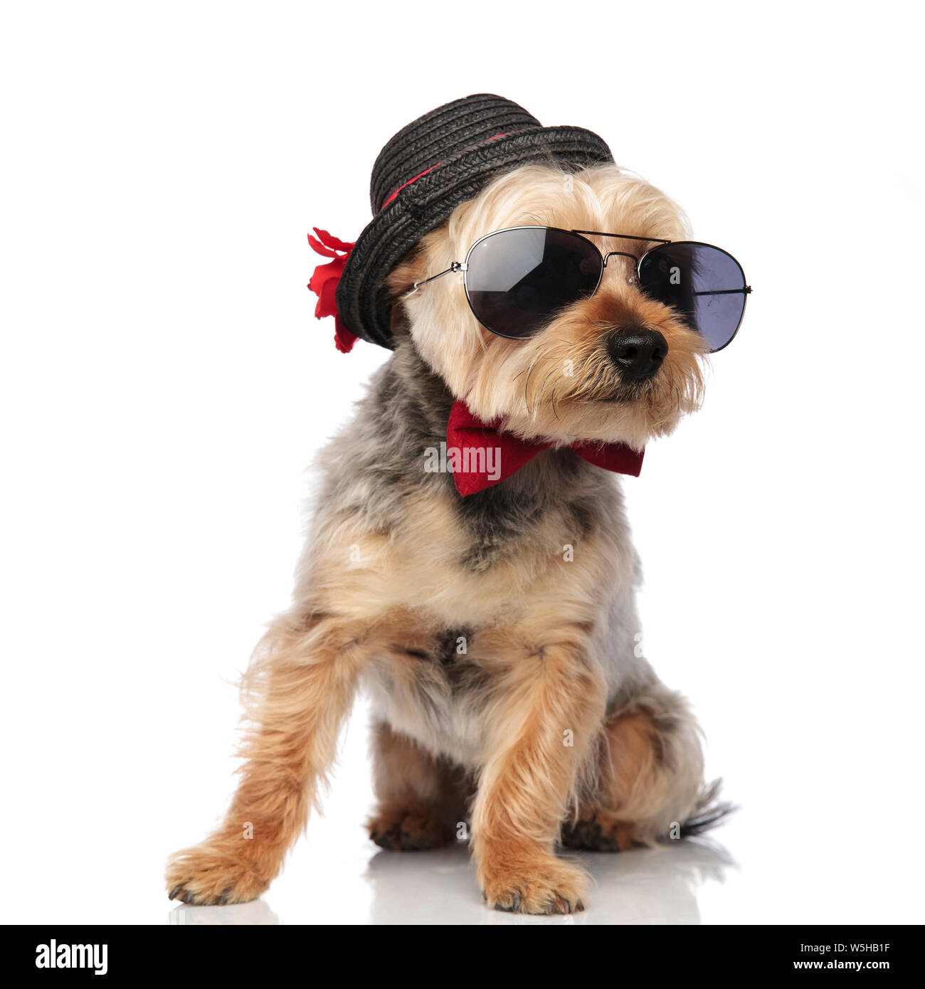 Yorkshire Terrier sitting and looking sideways while wearing sunglasses ...