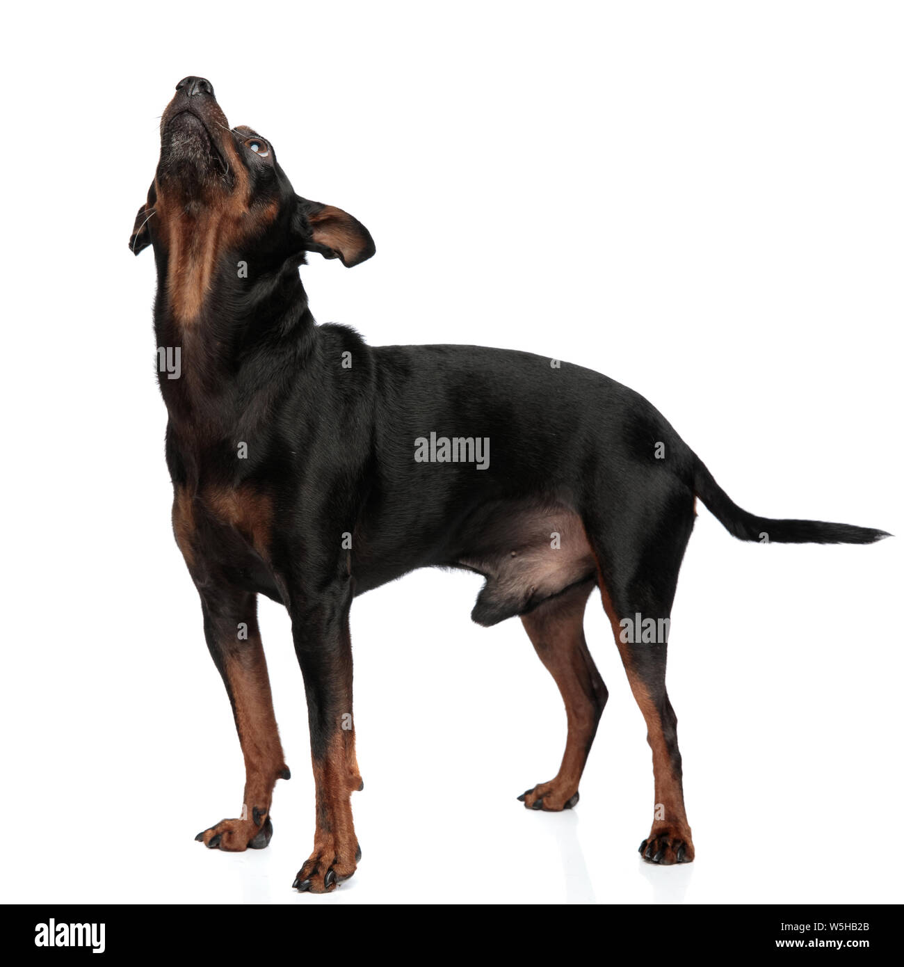 Adorable puppy captured in an extremely strange position, looking ...