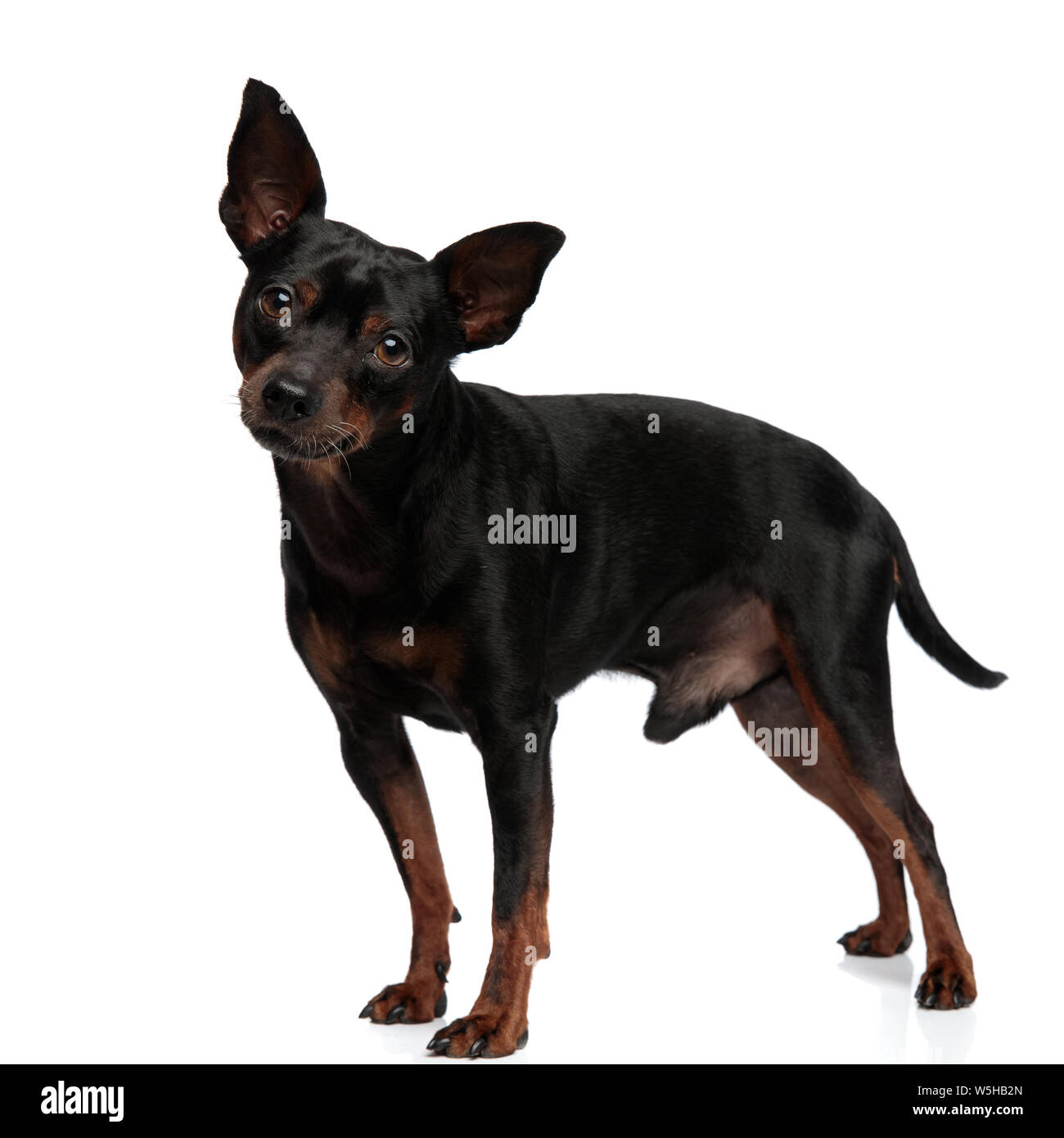 Cute little dog standing sideways but looking at the camera on a light ...