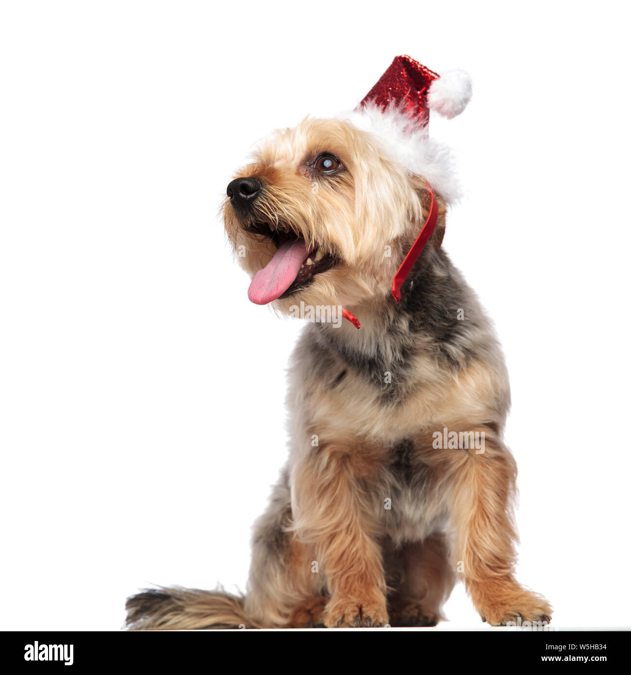 Portrait of a Yorkshire Terrier wearing a Santa Claus hat, sitting and ...