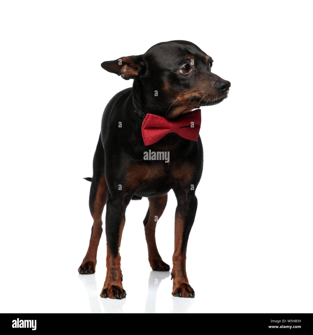 Elegant little dog looking scared to a side while standing on a light ...