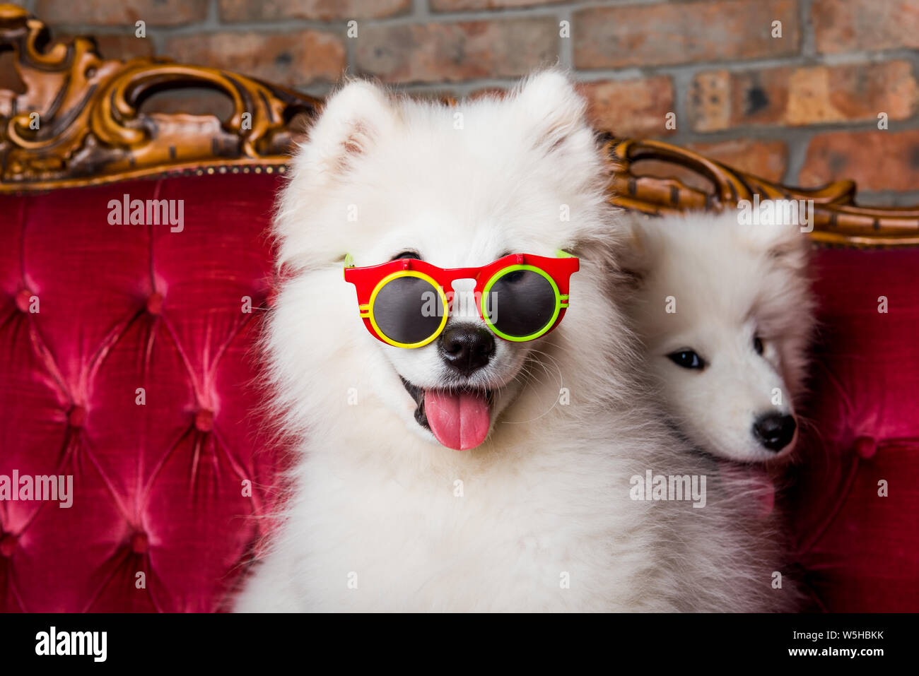 Samoyed Husky With Glasses