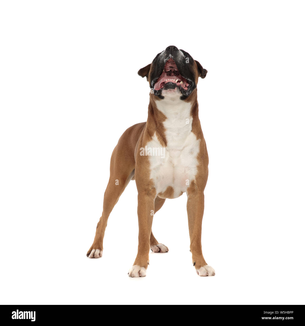 playful boxer standing and looking upwards, sticking its tongue out on ...