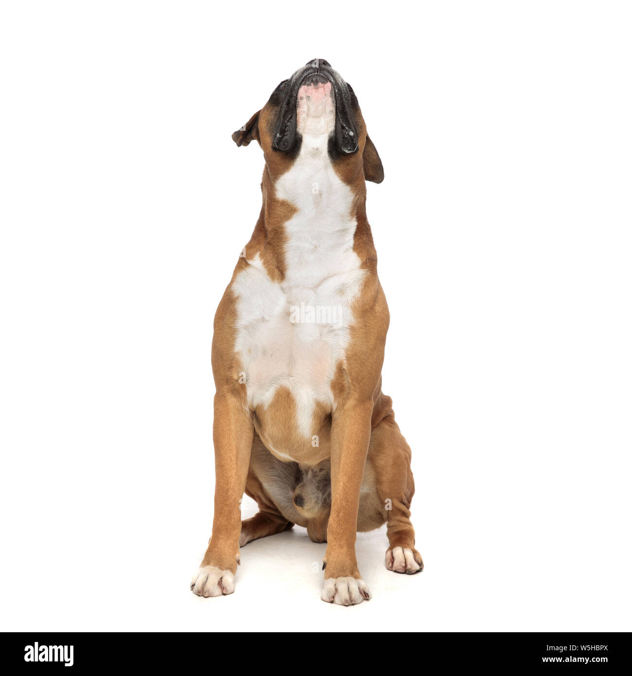 Curious seated boxer looking straight up, intrigued by something above ...