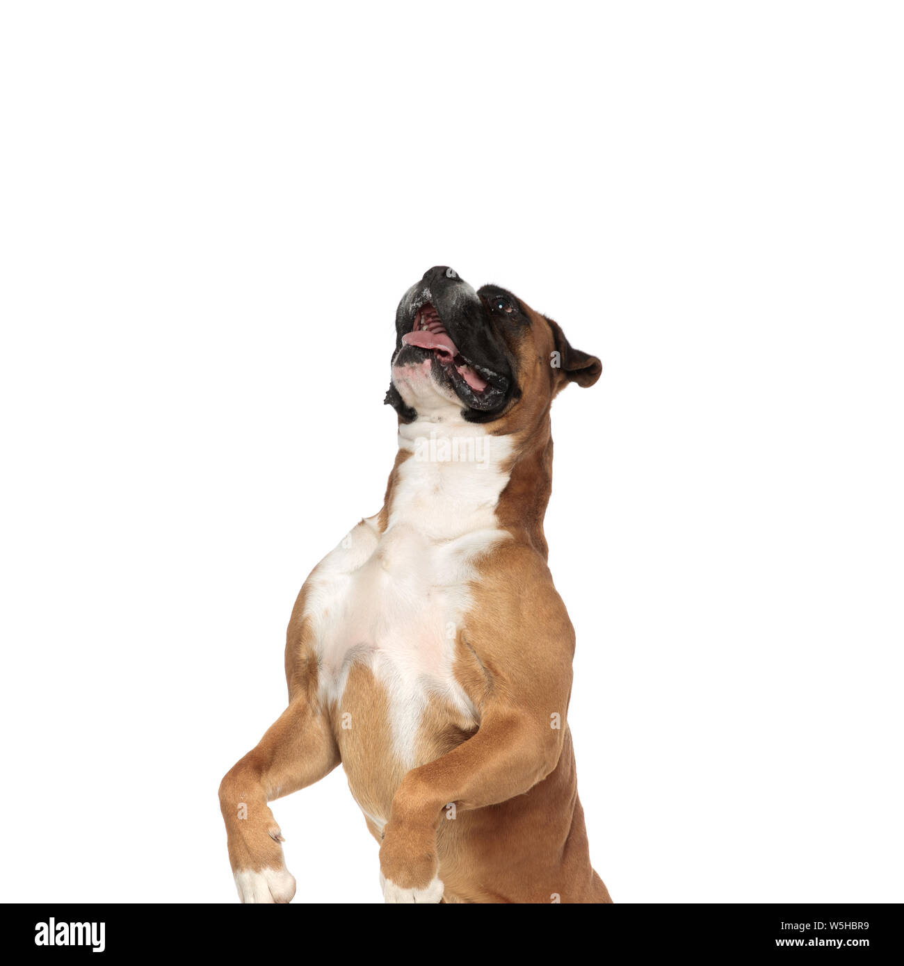 playful boxer fooling around, standing on his rear legs trying to reach ...