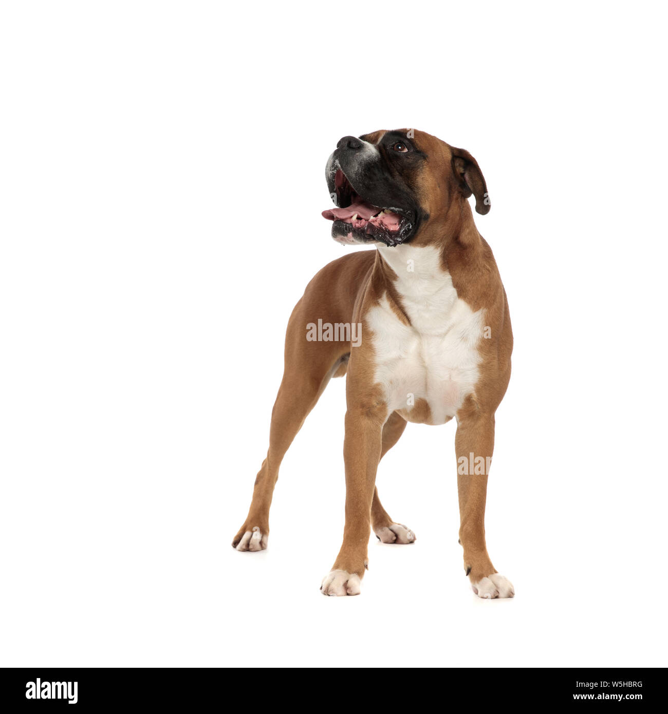 intrigued little boxer standing on his feet looking curiously upwards ...