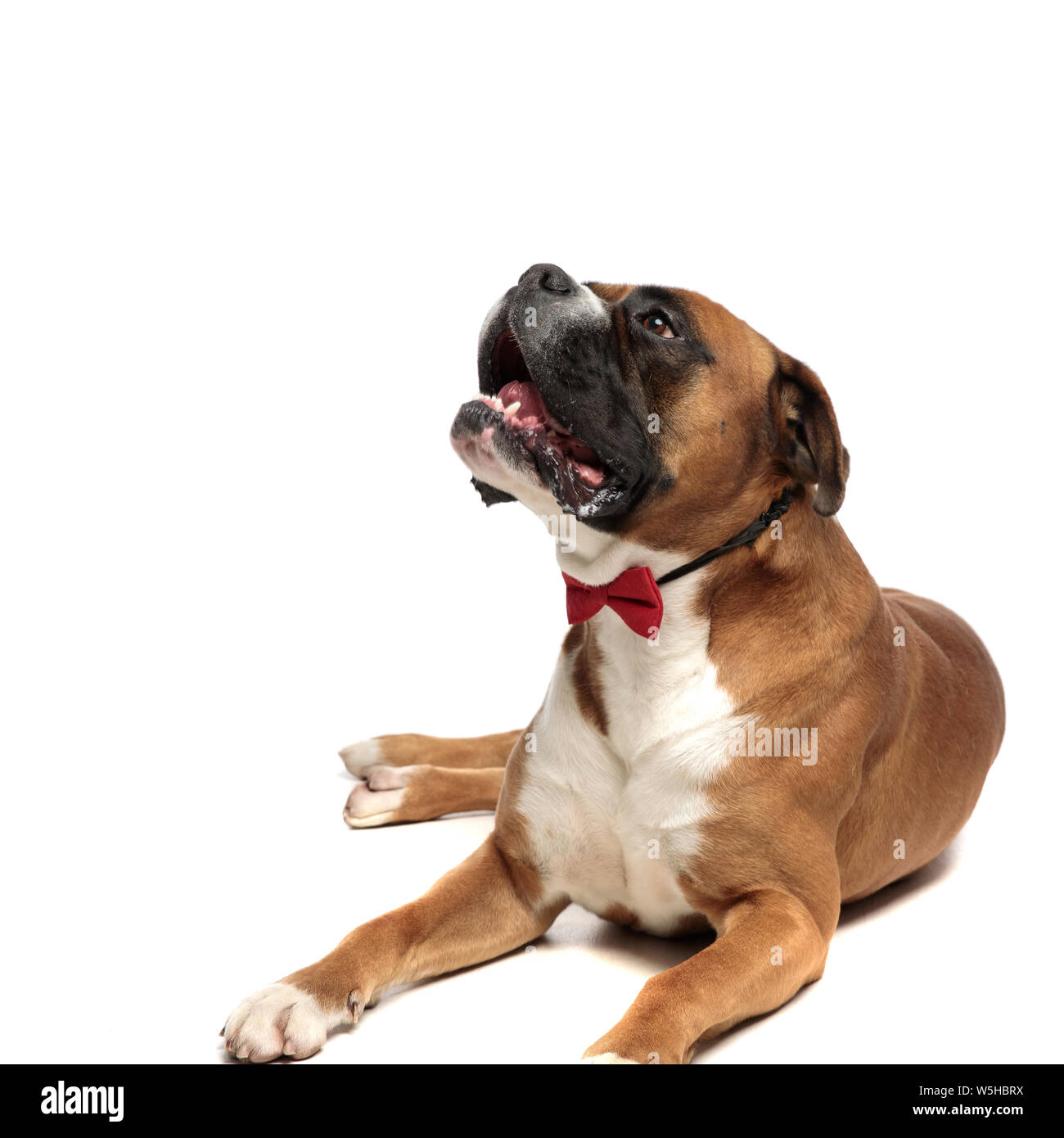 Tired cute boxer lying down and looking up and to a side, wearing an ...
