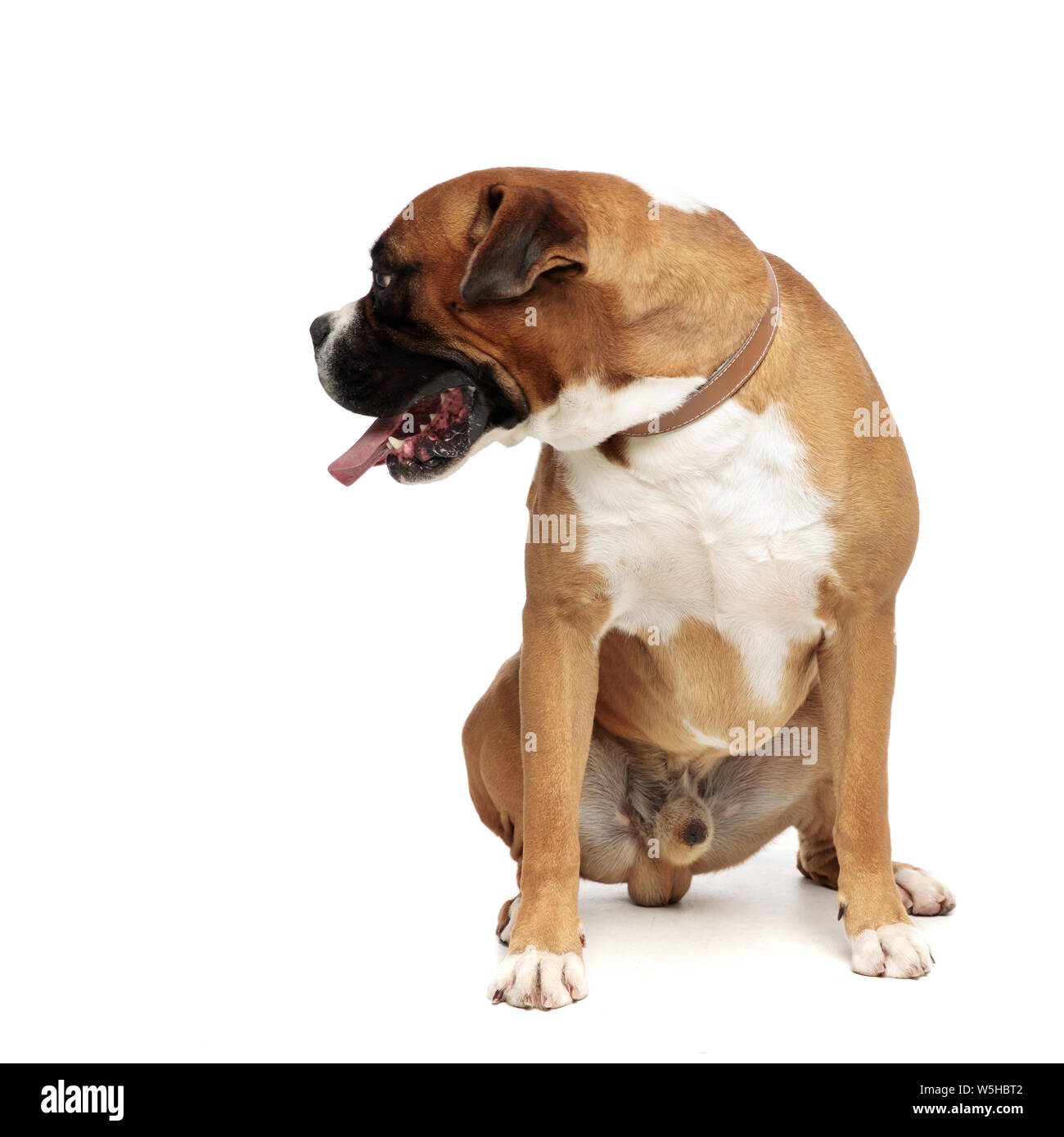 beutiful boxer sitting on his rear legs looking away, to a side, while ...