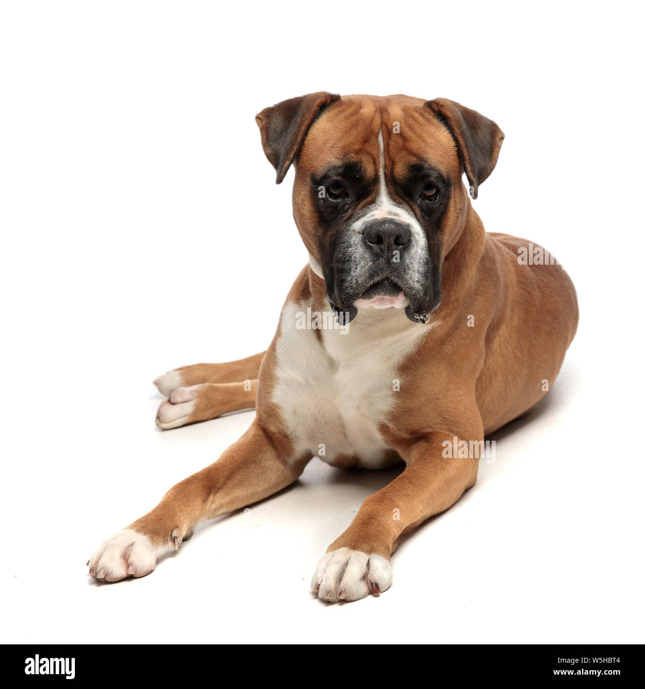 cute but exhausted little boxer lying down, looking at the camera on a ...