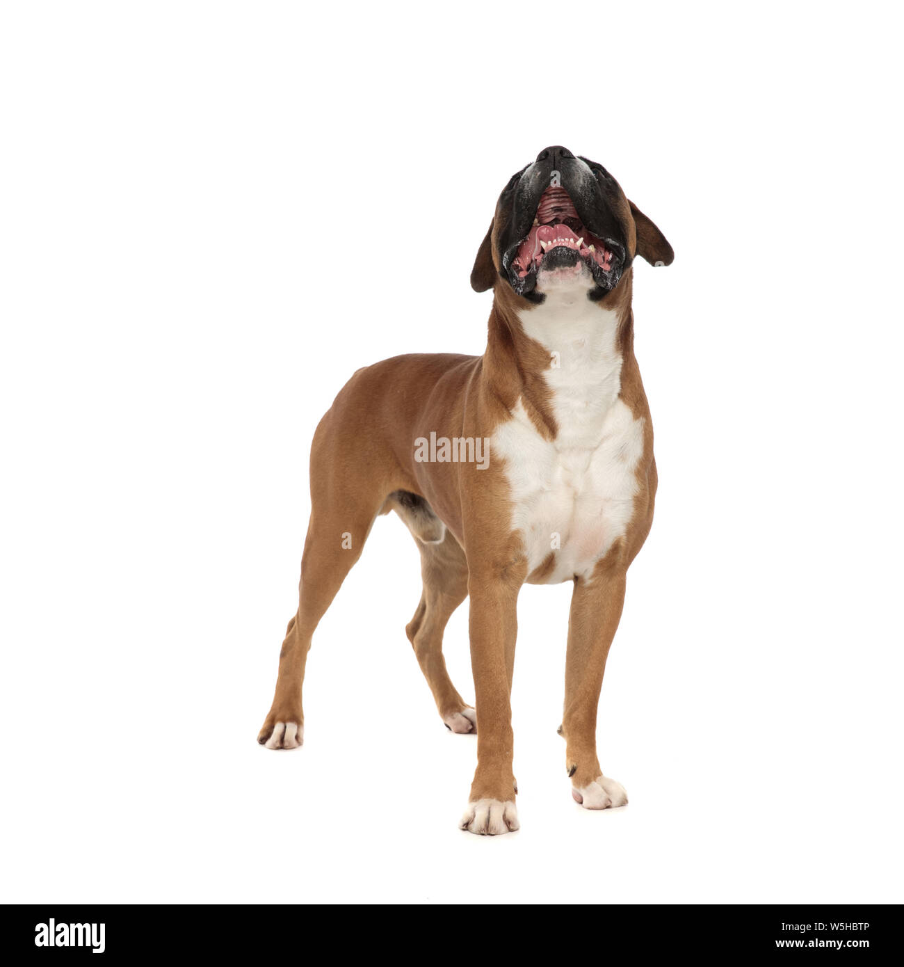 playful boxer standing and looking upwards, sticking its tongue out on ...