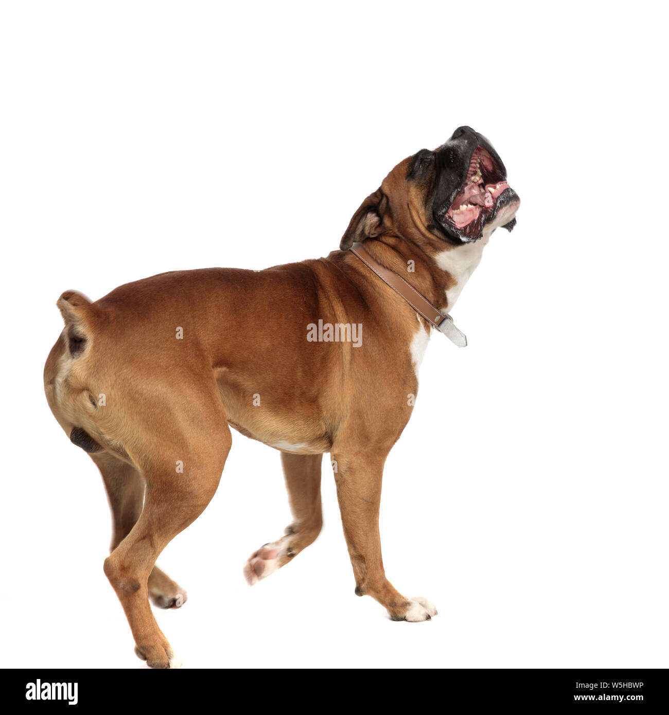 happy athletic boxer running away while looking upwards with its tongue ...