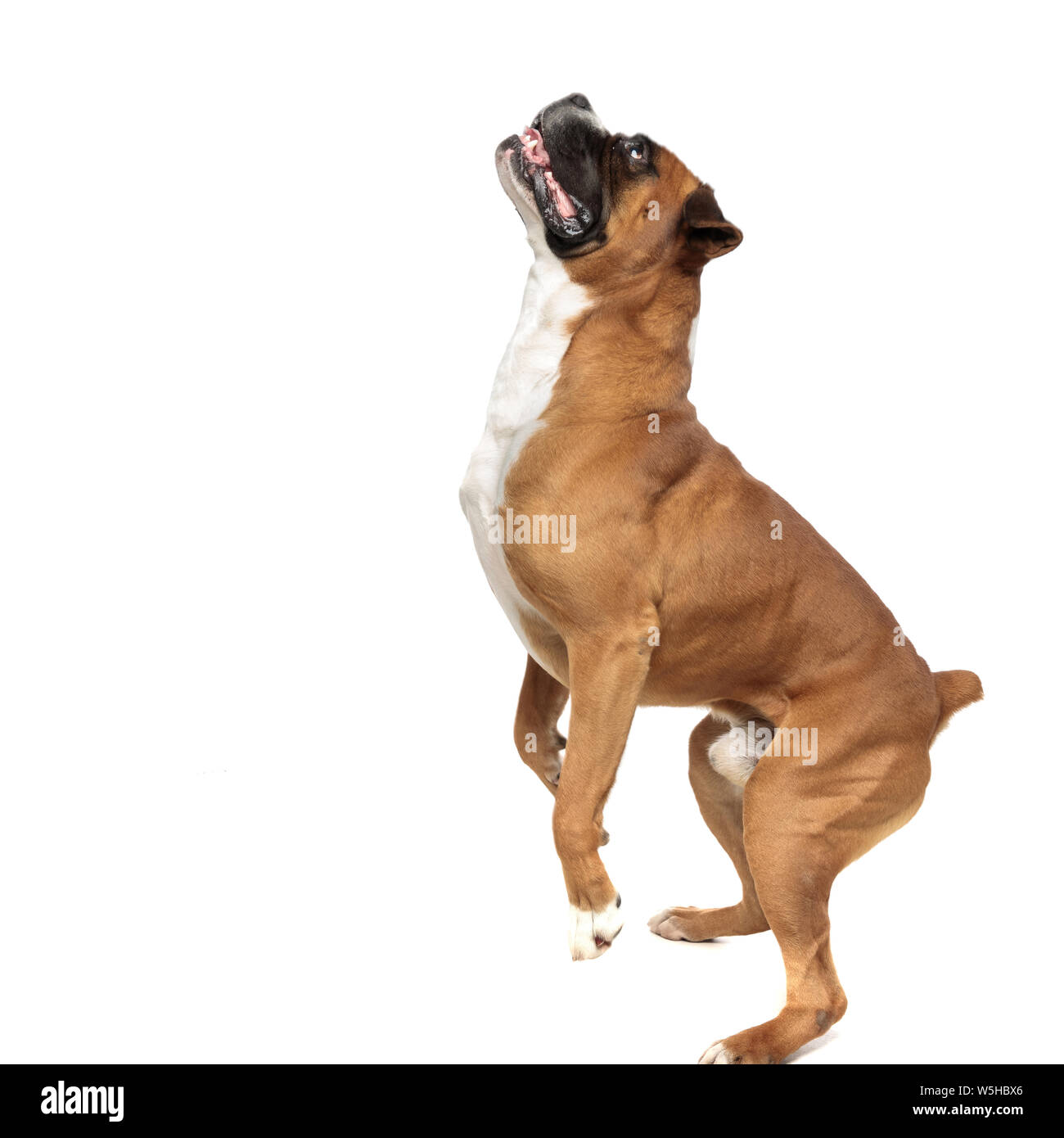 adorable boxer standing on his rear paws trying to reach something ...