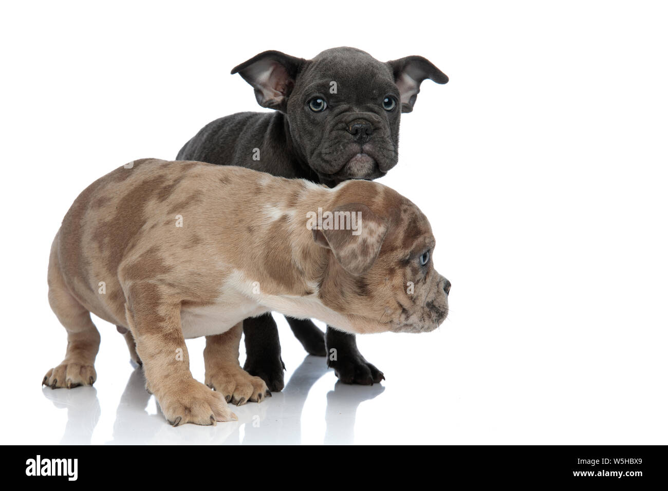 Two American Bully puppies, one being scared and frightened while the ...
