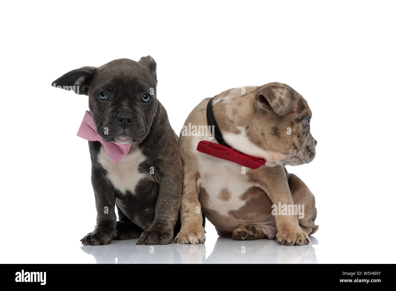 American Bully puppies feeling guilty and looking around with their ...