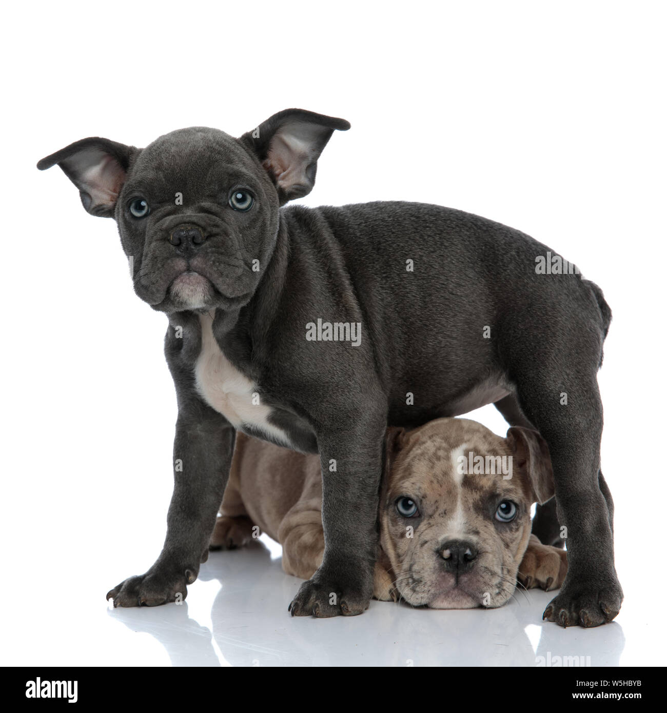 Serious looking Amstaff puppy standing above and protecting its laying ...