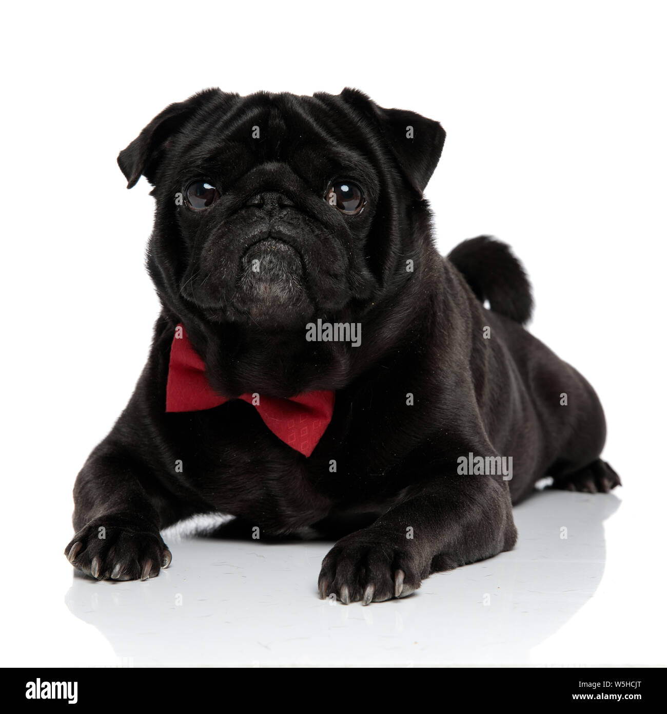 Elegant black pug looking forward with its mouth closed while wearing a ...