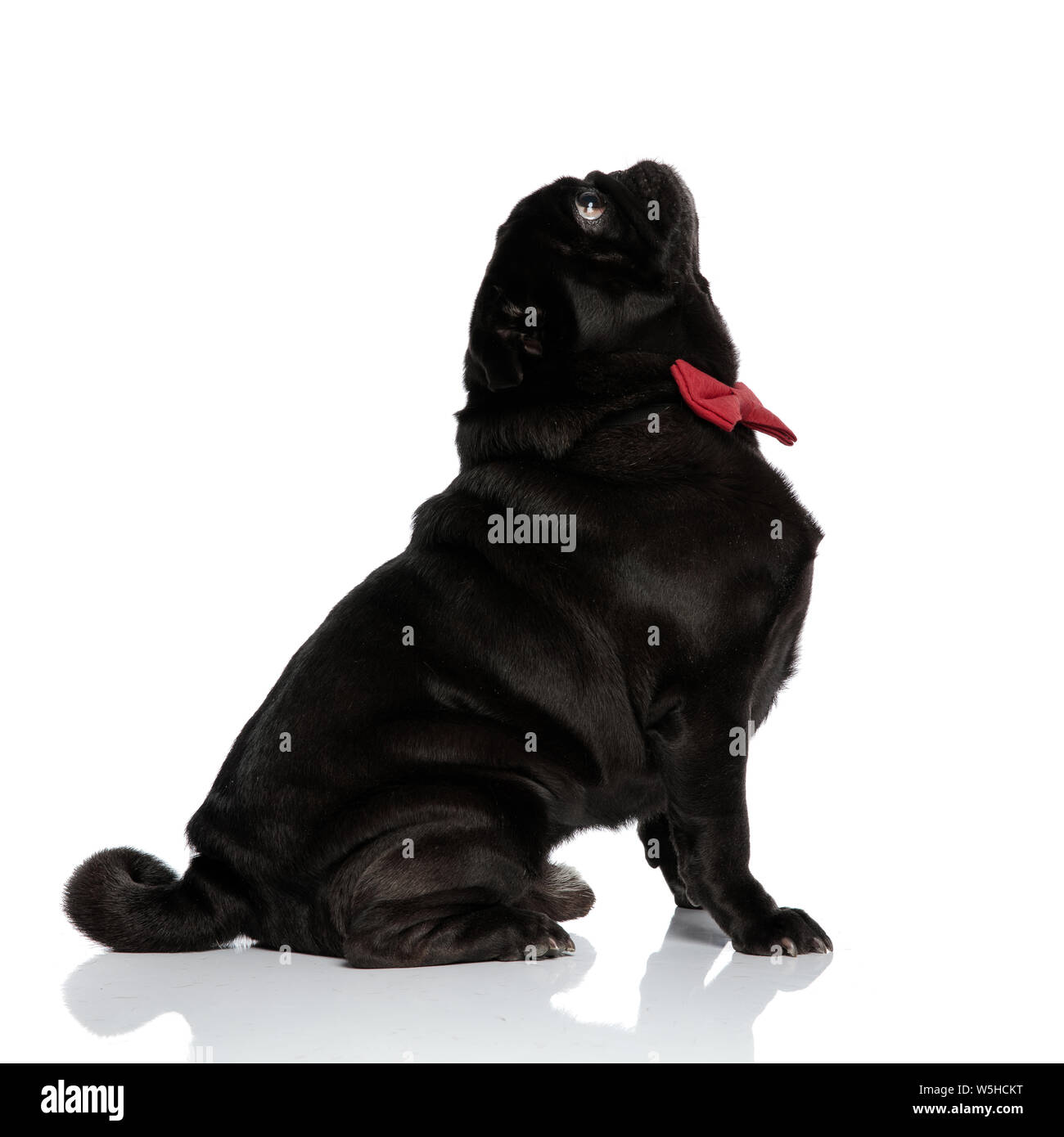 Side view of a curious pug looking up while wearing a red bowtie and ...