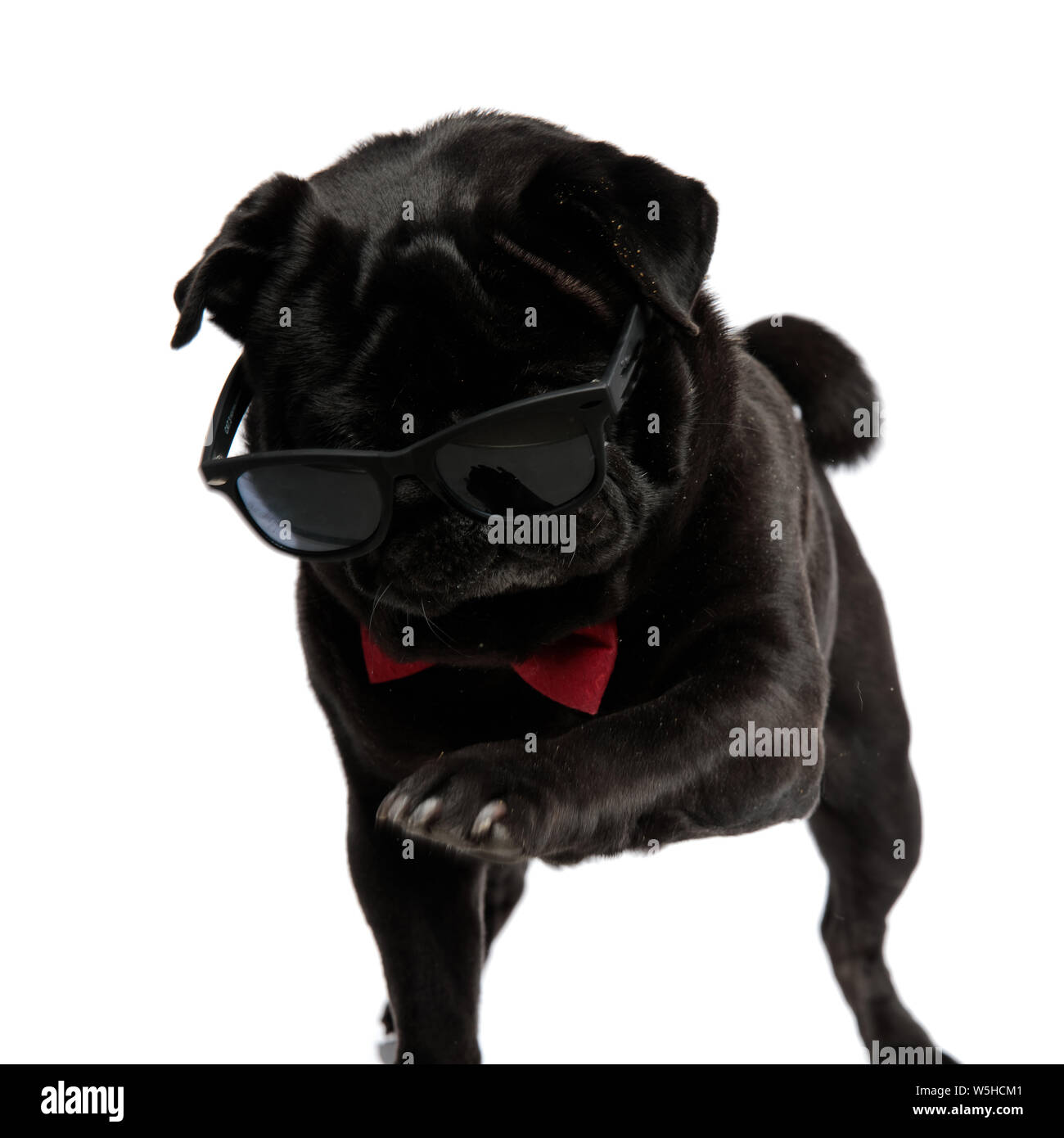 Tough looking pug stepping forward while wearing an elegant red bowtie ...