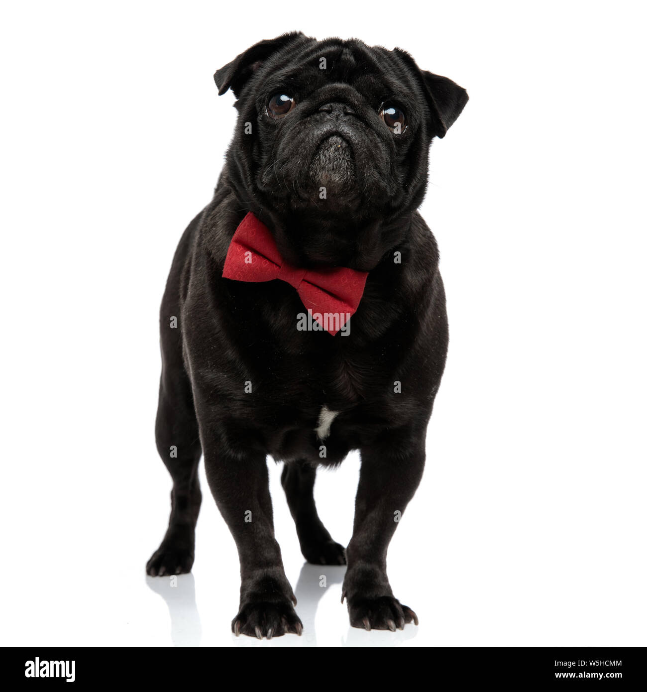 Black Pug Begging High Resolution Stock Photography and Images - Alamy