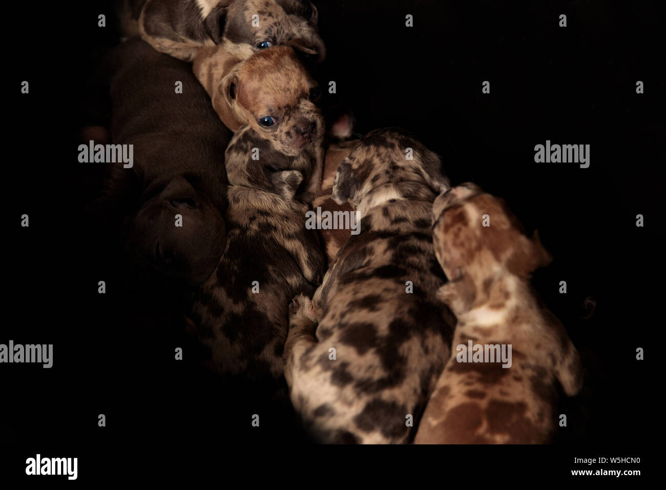 Tired American Bully puppies lying above and below each other while ...