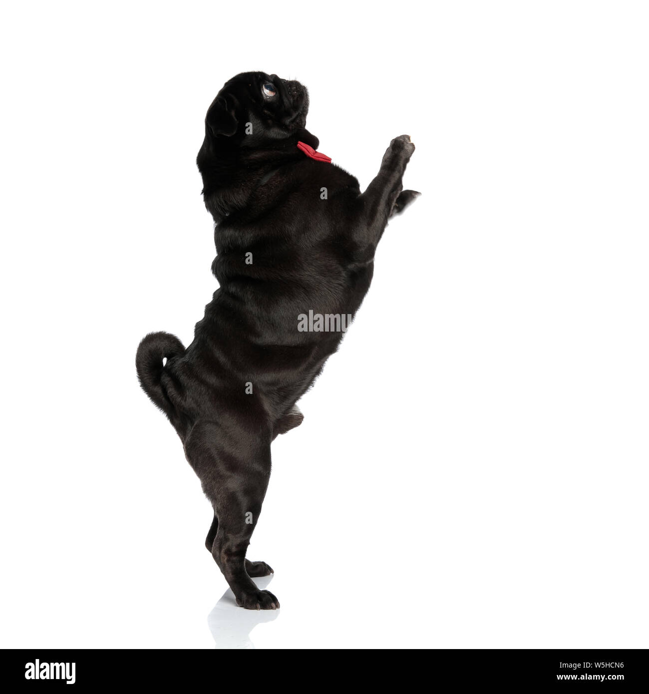 Dutiful black pug standing on its back legs and begging while looking ...