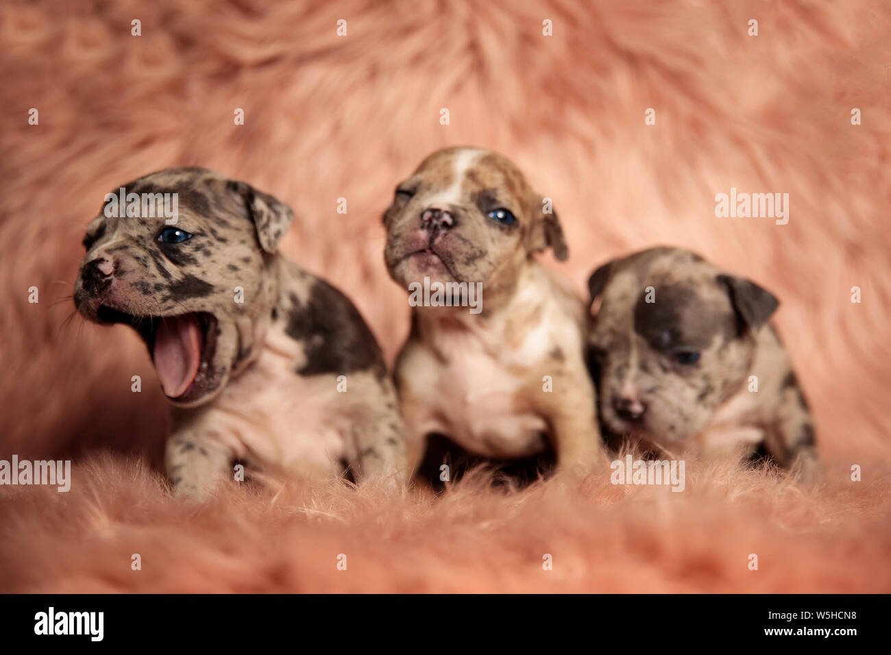 Sleepy American Bully puppies sitting on pink furry background and ...