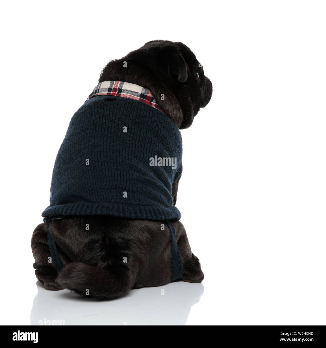Rear view of an upset pug looking to the side while wearing a blue ...