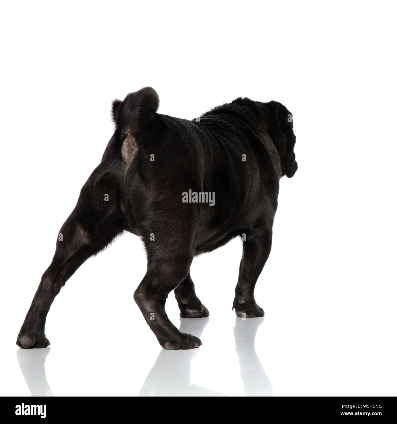 Rear view a a determined black pug walking away on white studio ...