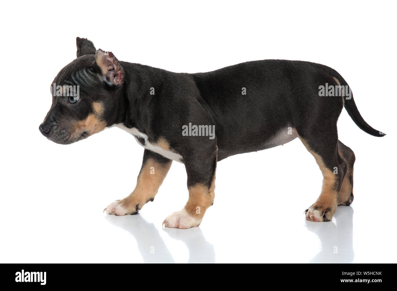 Side view of an American Bully puppy stepping forward while looking ...