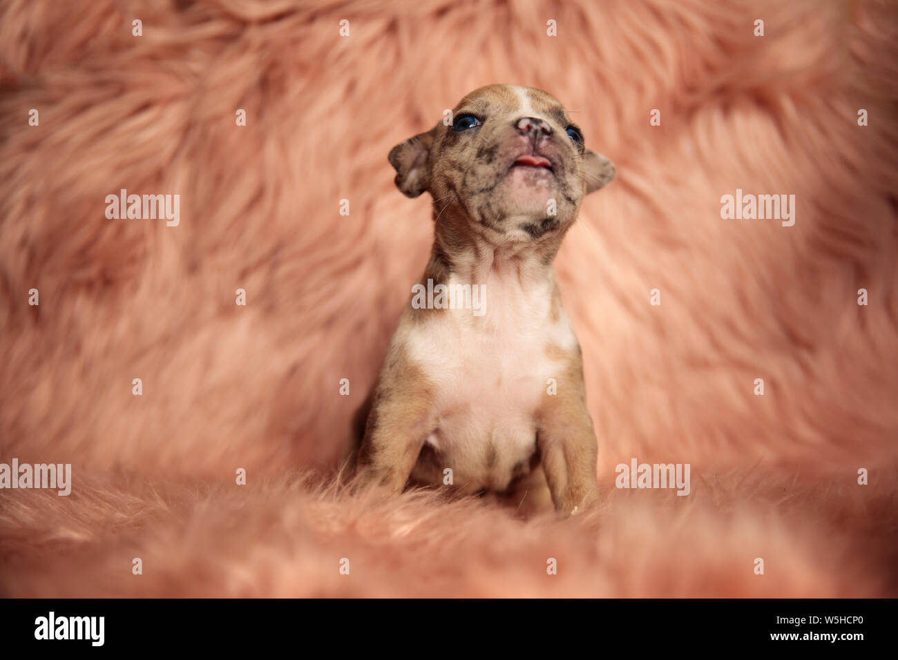 Clumsy brown American Bully looking up with its tongue exposed while ...