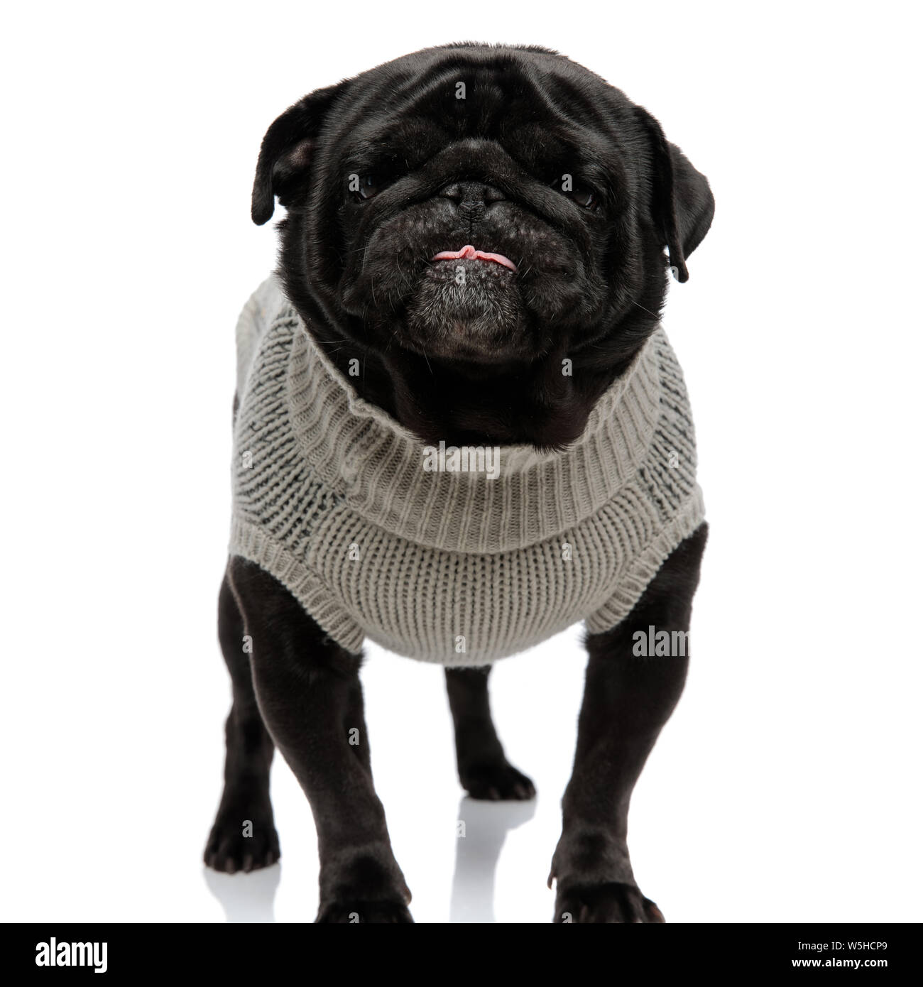 Pugs Making Funny Faces