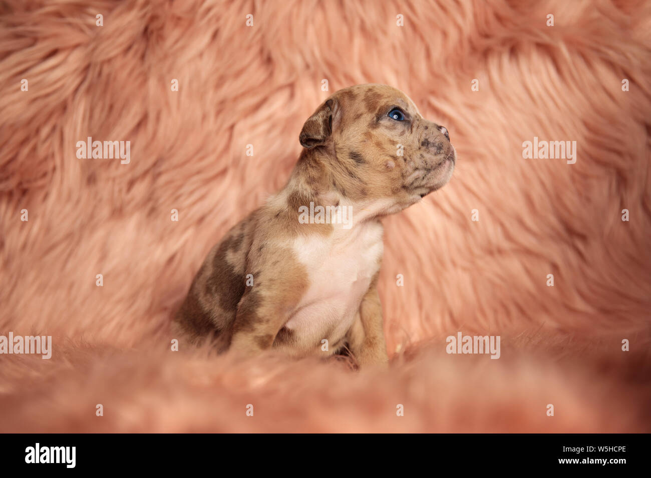 Side view of adorable American Bully puppy looking upwards with its ...
