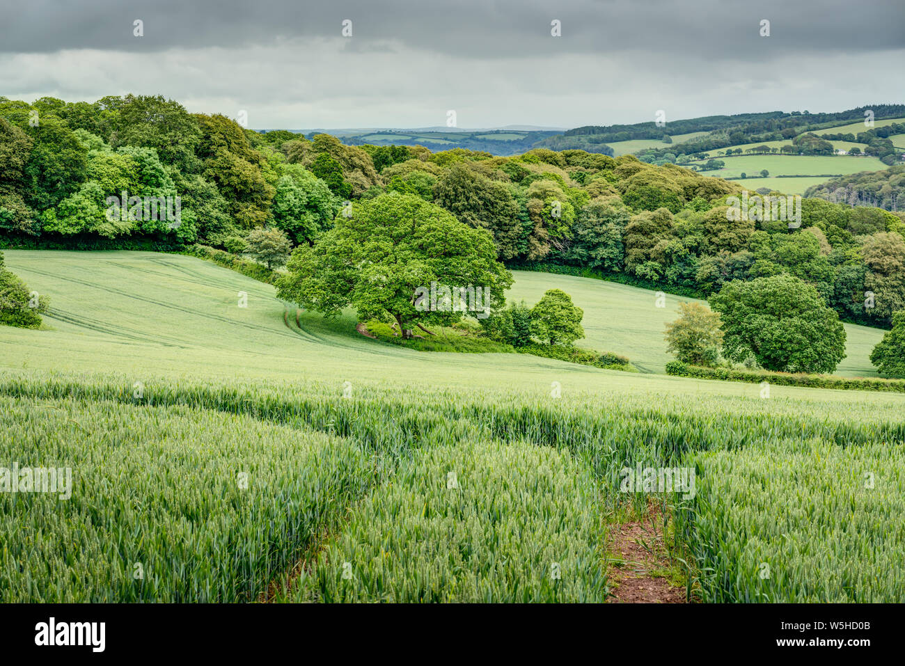 A beautiful field of Barley at the edge of a colourful woodland with ...
