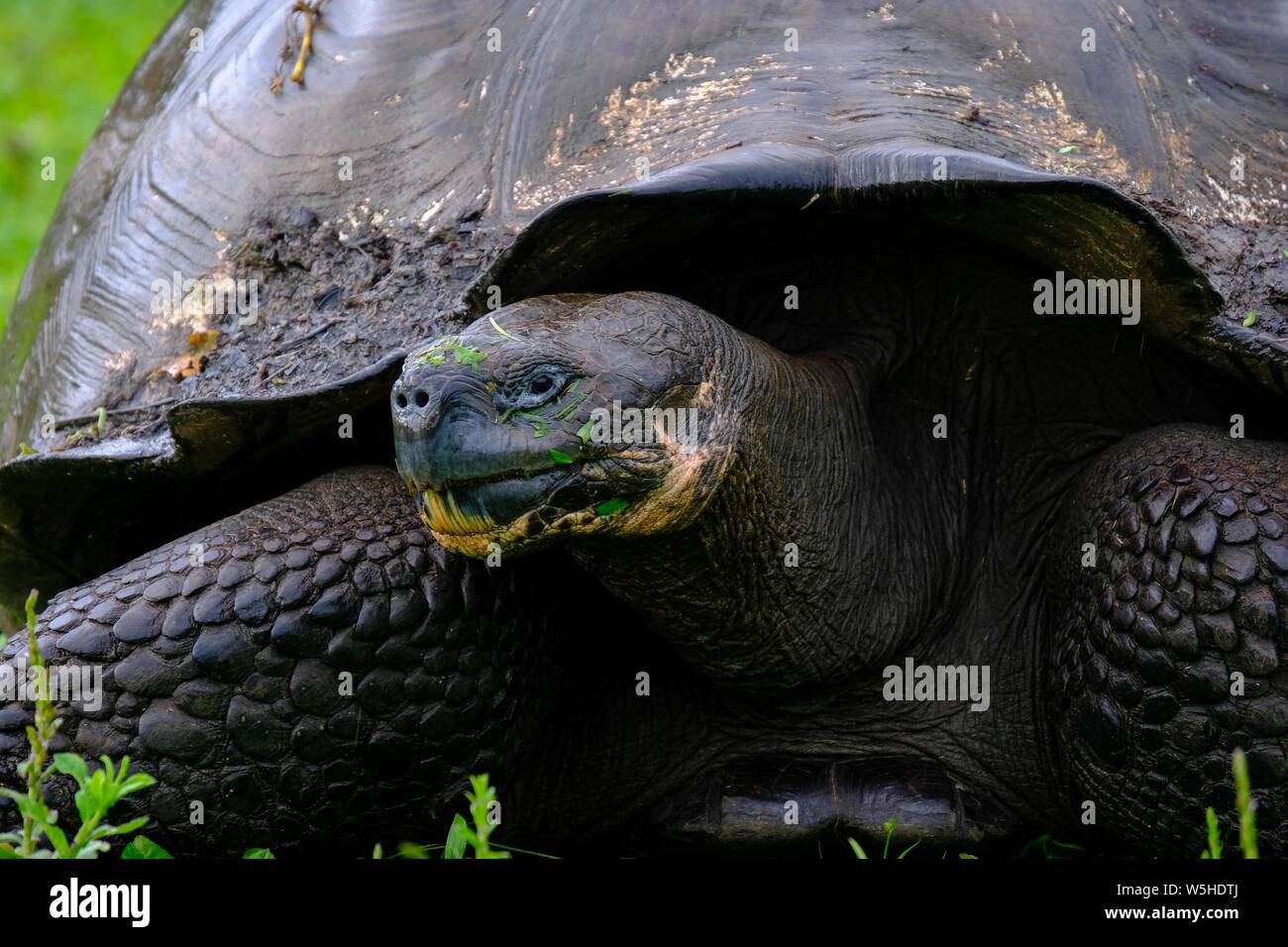 Scary turtle hi-res stock photography and images - Alamy