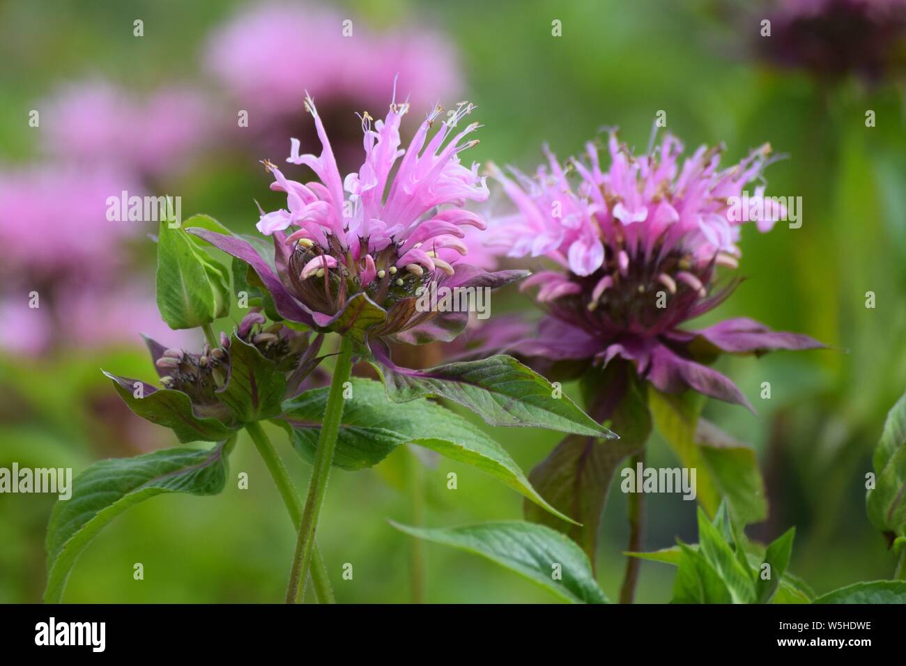Scarlet bee balm hi-res stock photography and images - Alamy