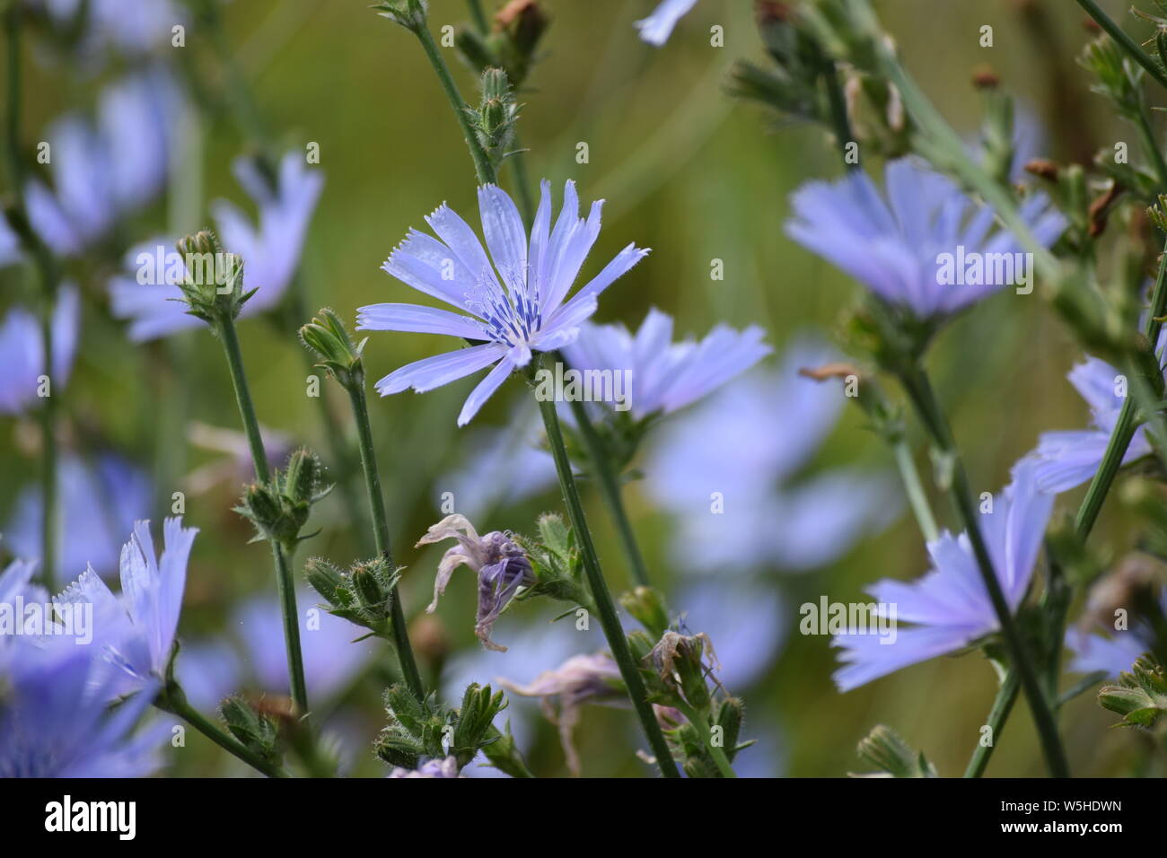 common Chicory on the Roadside Stock Photo - Alamy