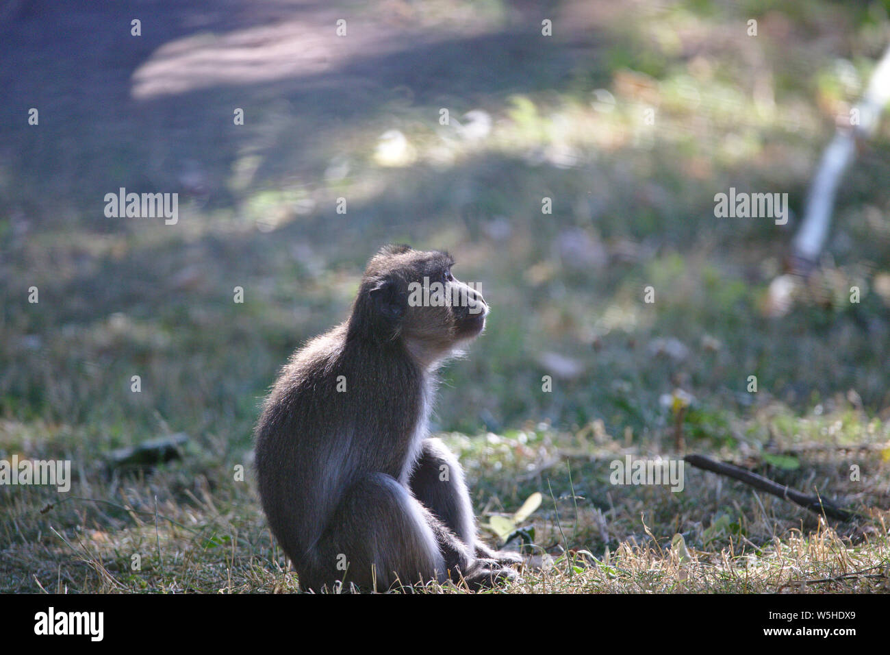 Monkeys : young macaque sitting, watching Stock Photo - Alamy
