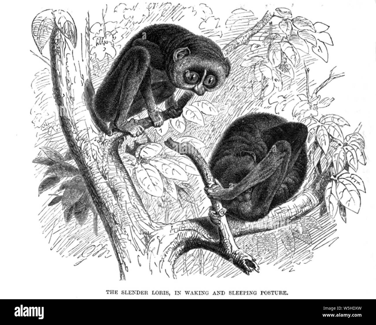 Slender Loris High Resolution Stock Photography and Images - Alamy